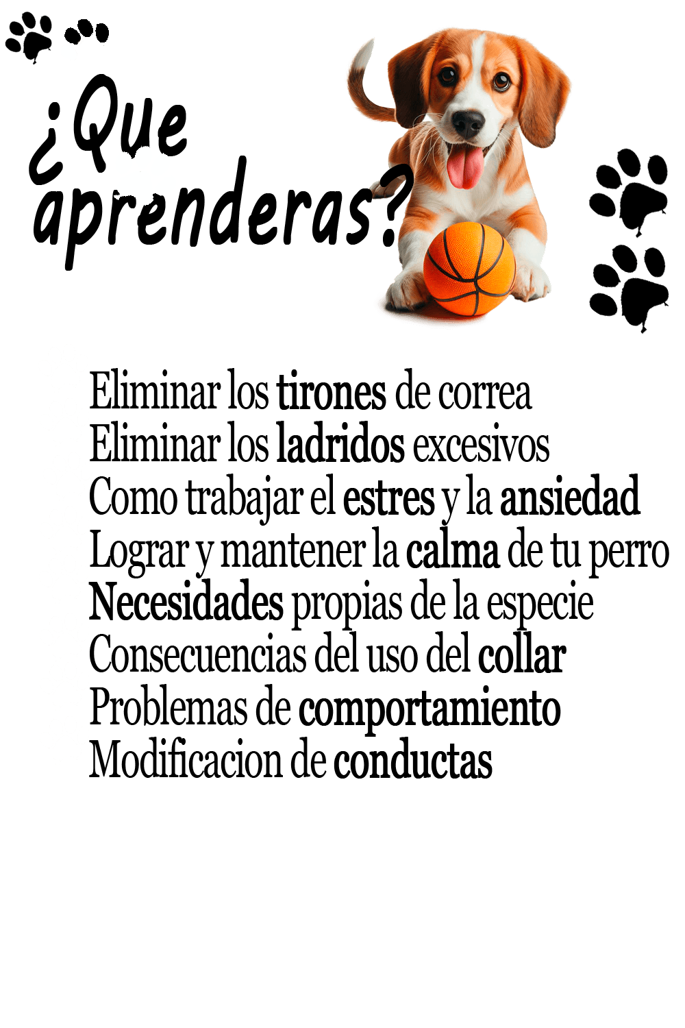 DogMaster – Educación Canina